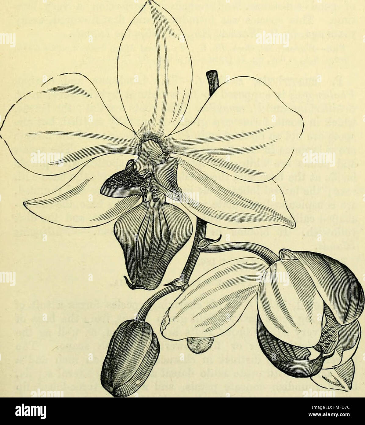 The orchid-grower's manual - containing descriptions of the best ...