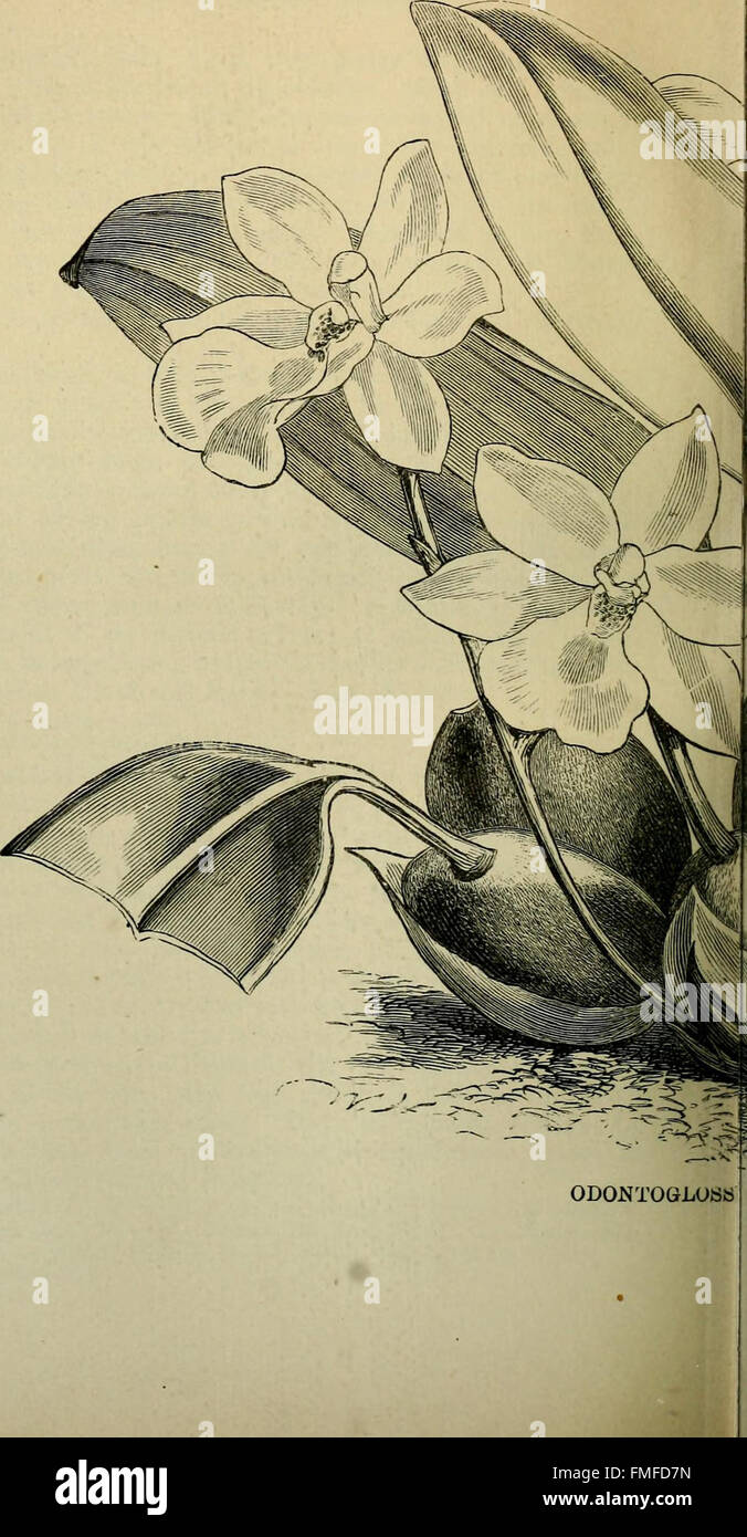 The orchid-grower's manual - containing descriptions of the best ...