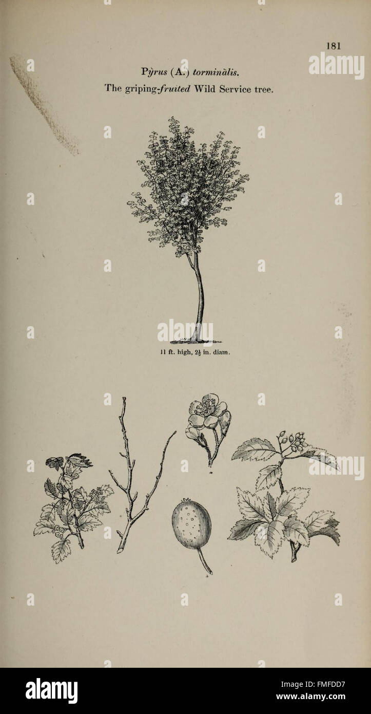 This plate features various trees and shrubs from the British Isles ...