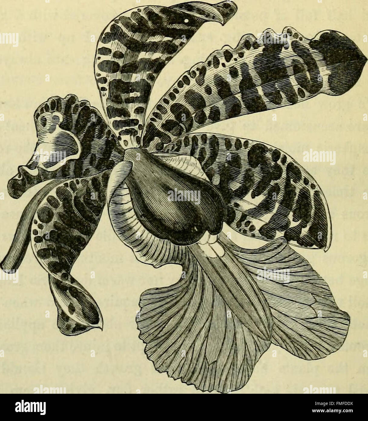 This 1885 manual provides detailed descriptions of various orchid ...