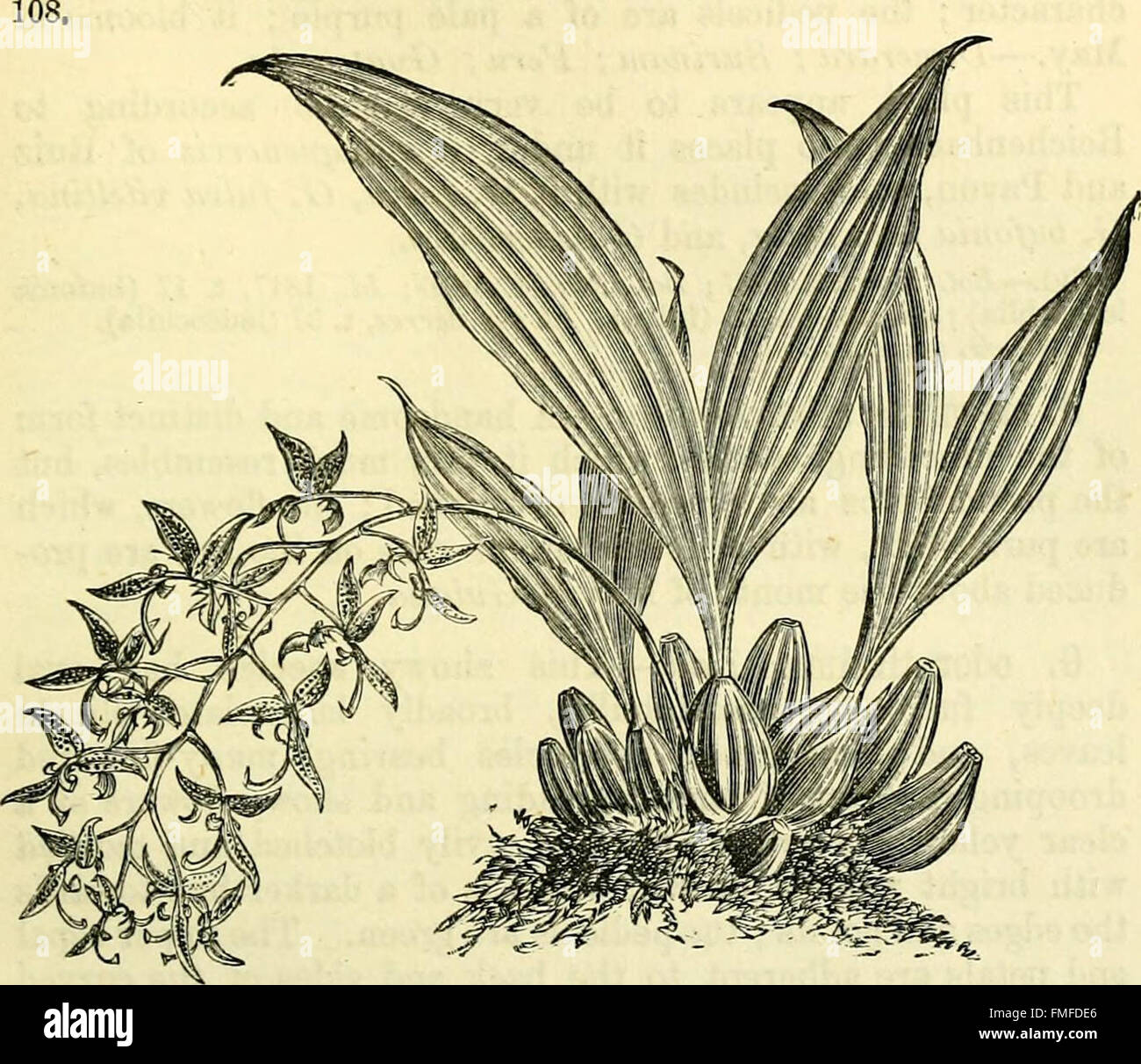 The orchid-grower's manual - containing descriptions of the best ...