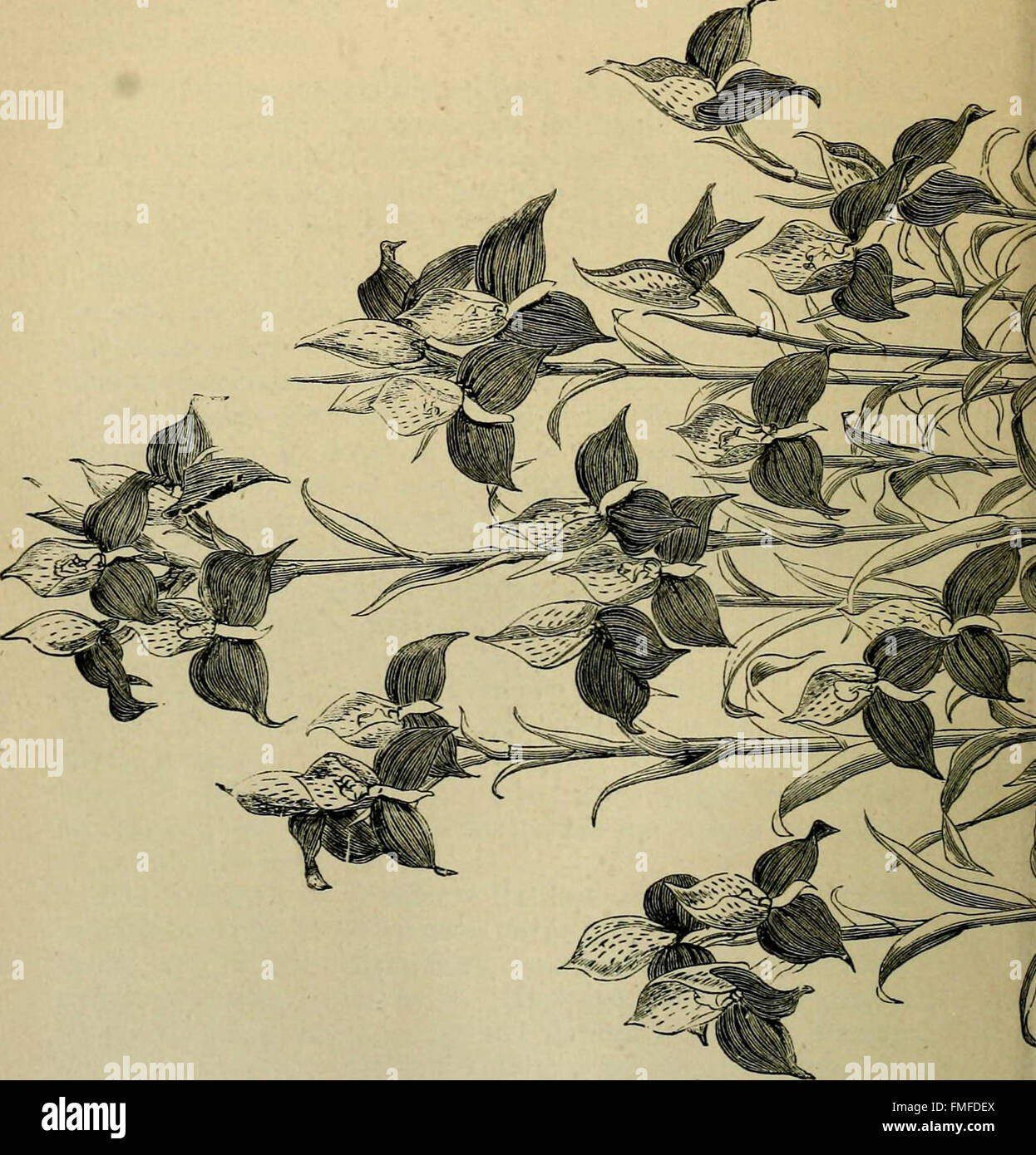 This 1885 manual provides descriptions of various orchid species and ...