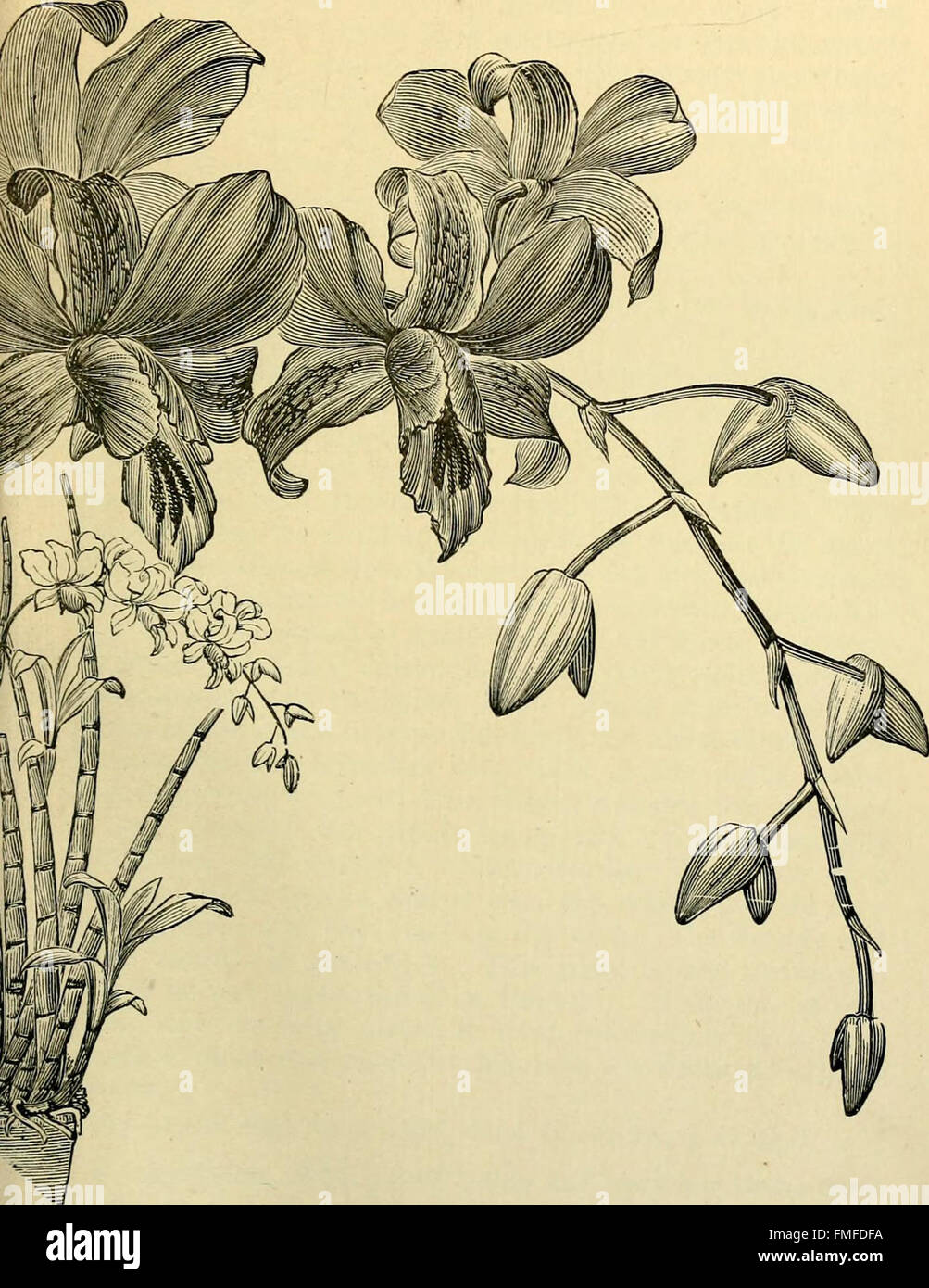 The orchid-grower's manual - containing descriptions of the best ...