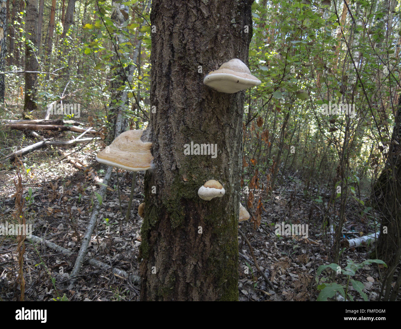 wood mushrooms, light-brown and striped, on a tree trunk Stock Photo ...