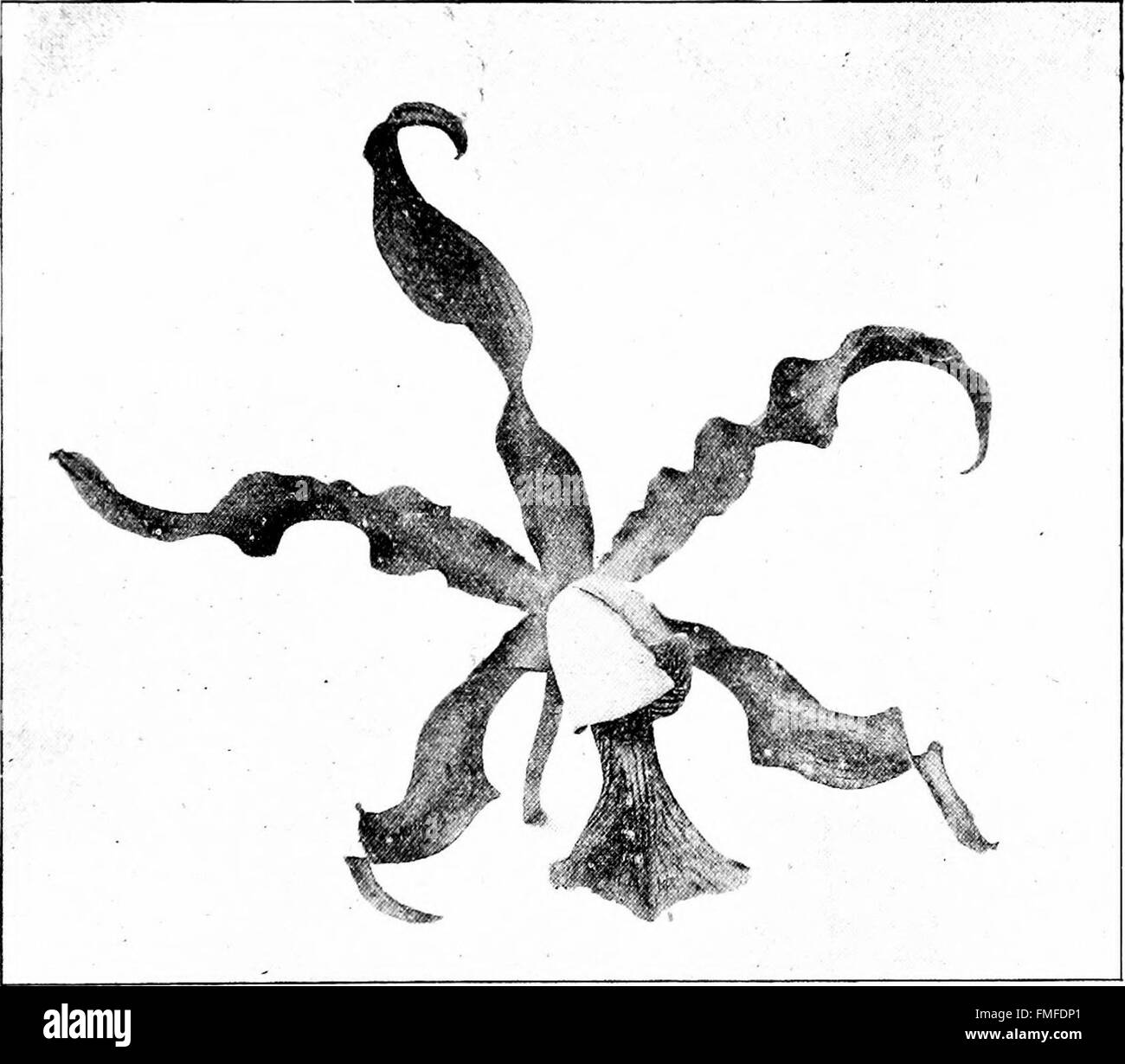 This 'Orchid Stud-Book' catalogues hybrid orchids, providing ...