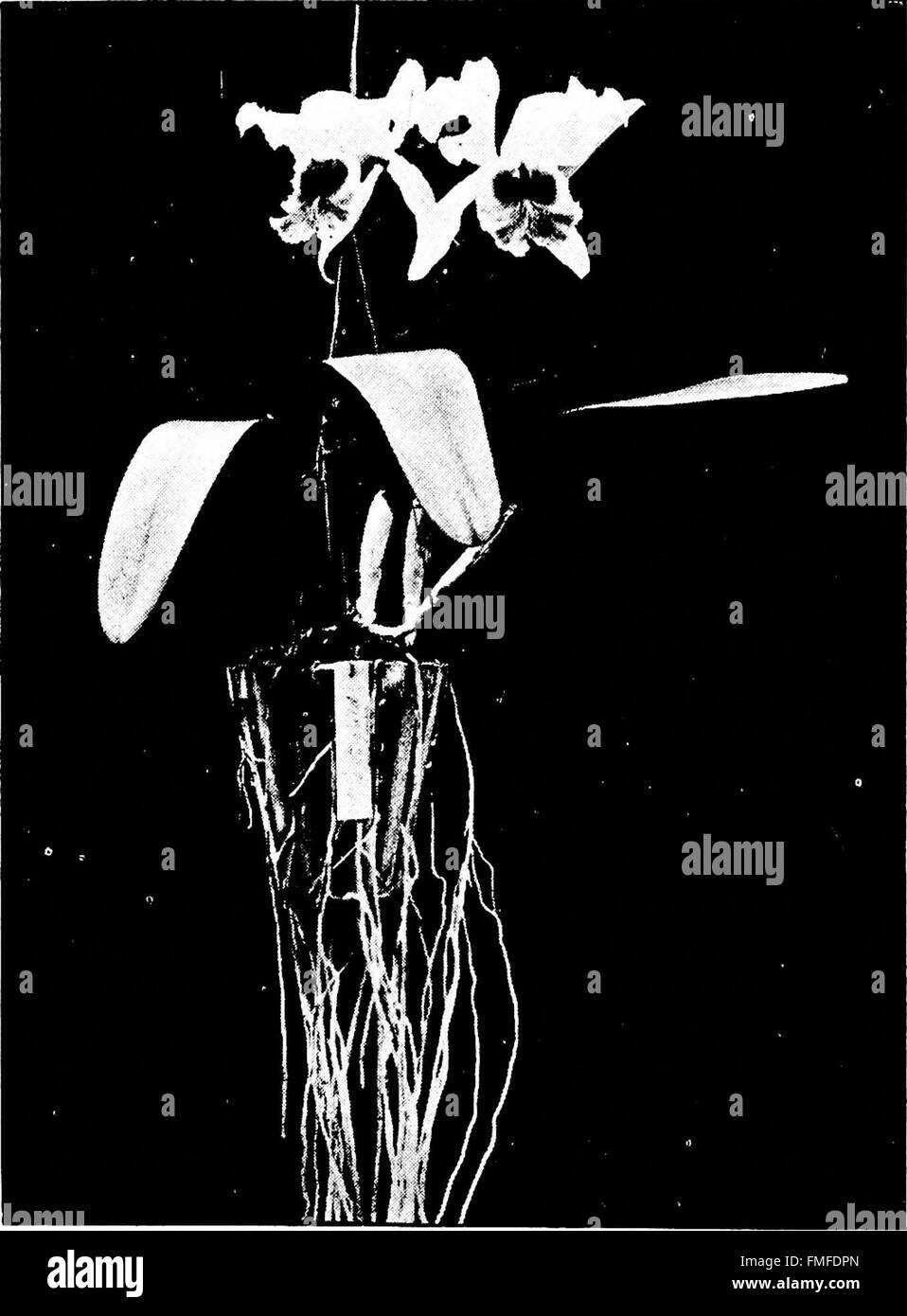 The 'Orchid Stud-Book' catalogs hybrid orchids of artificial origin ...