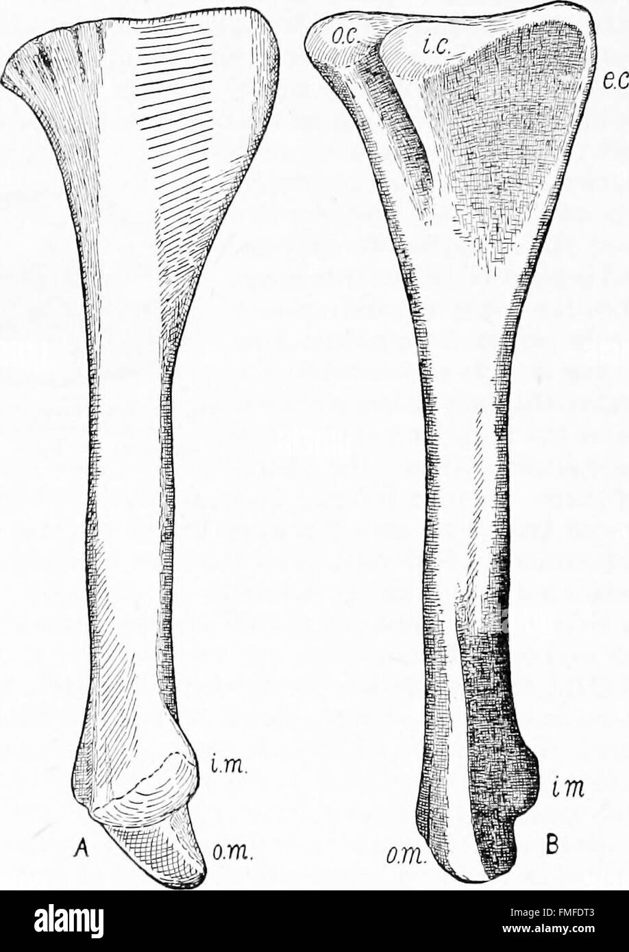 Trachodont hi-res stock photography and images - Alamy