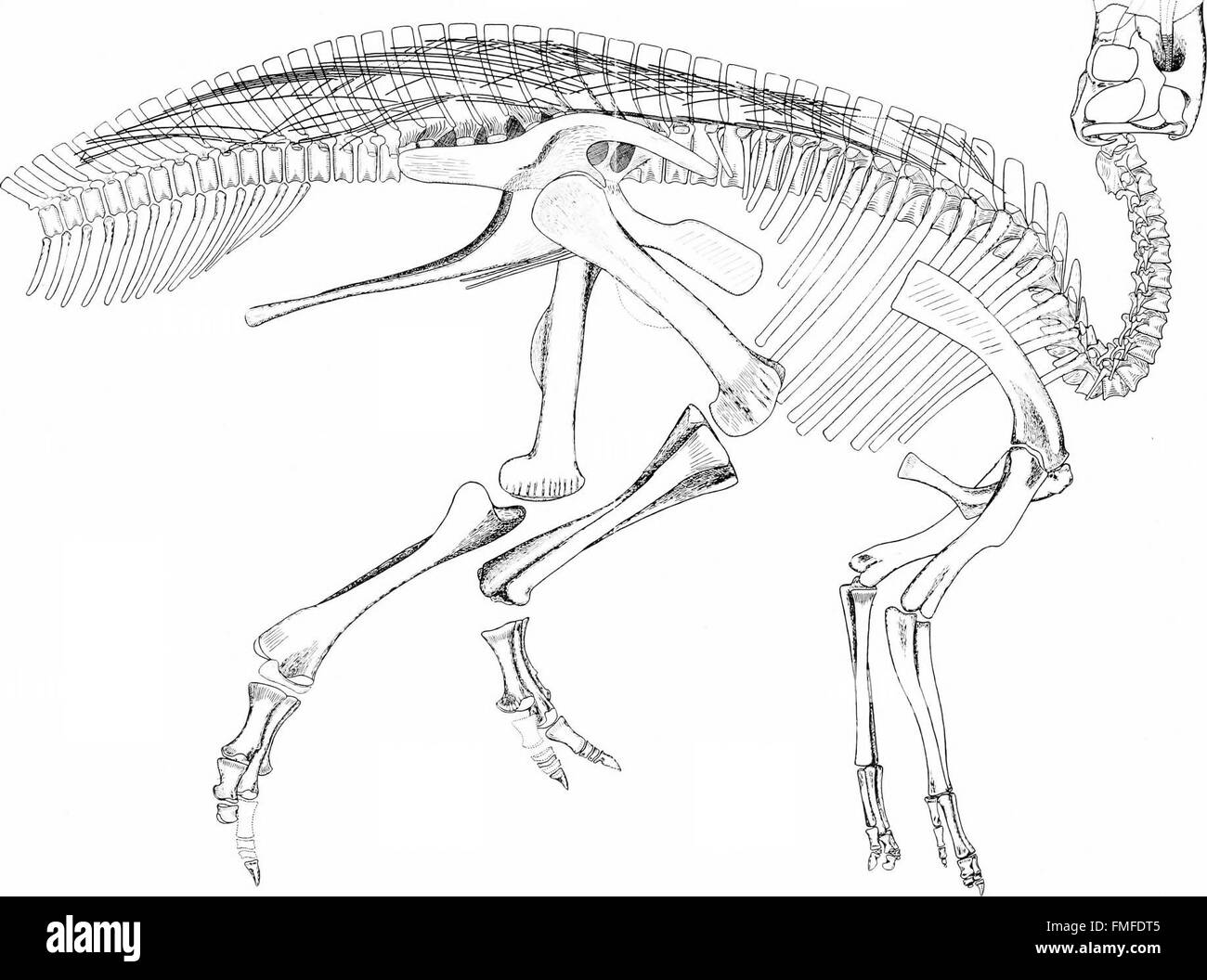 'The Osteology of the Trachodont Dinosaur Kritosaurus Incurvimanus ...