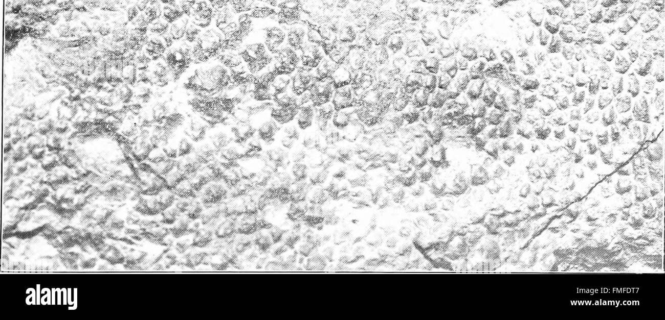 This 1920 work focuses on the osteology of the trachodont dinosaur ...