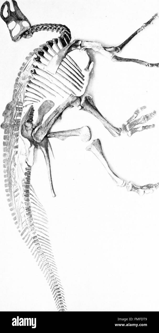 This work examines the osteology of the trachodont dinosaur Kritosaurus ...
