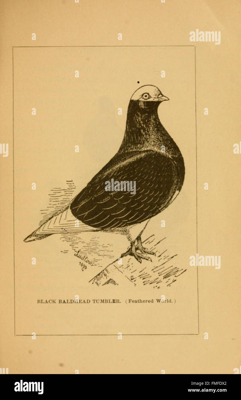 'The Pigeon Standard' (Page 17) provides standards and guidelines for ...