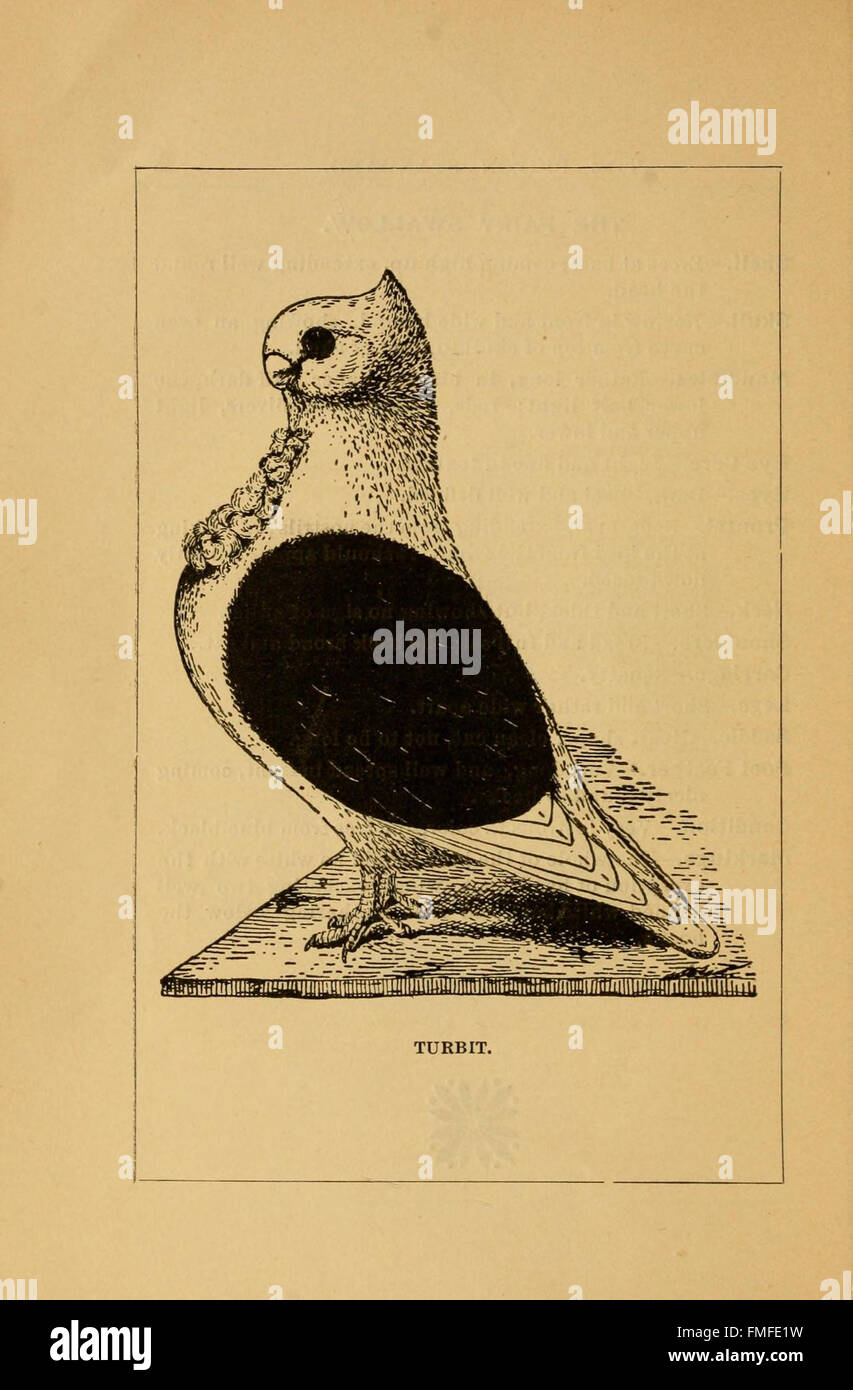 *The Pigeon Standard* (Page 46) provides detailed guidelines for the ...