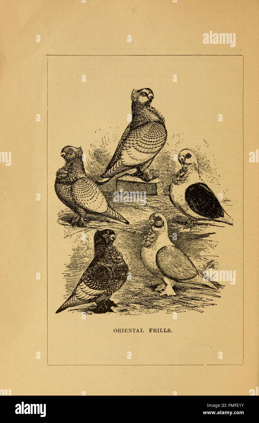 Page 52 from 'The Pigeon Standard' provides an overview of different ...