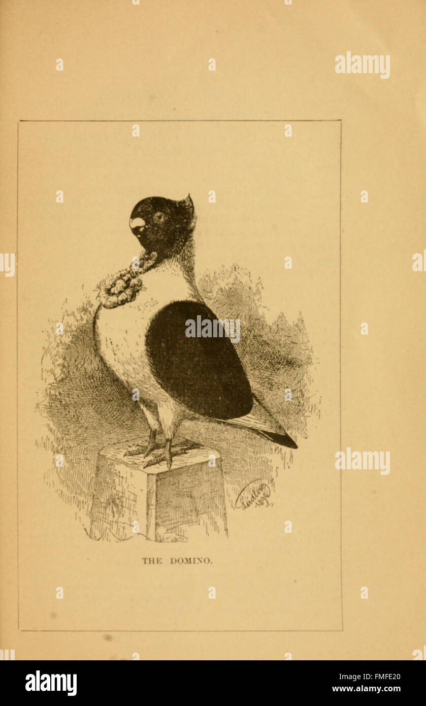‘The Pigeon Standard’ (Page 55) provides guidelines for breeding and ...