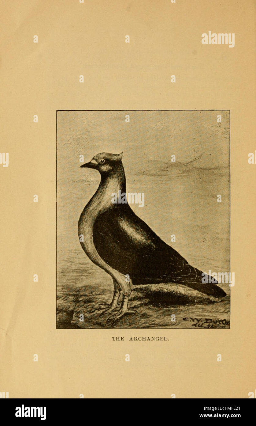 Page 58 of 'The Pigeon Standard' provides detailed descriptions and ...