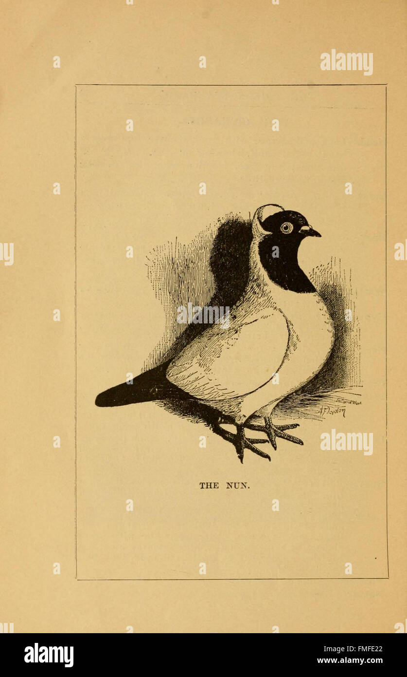 'The Pigeon Standard' provides an overview of various pigeon breeds and ...