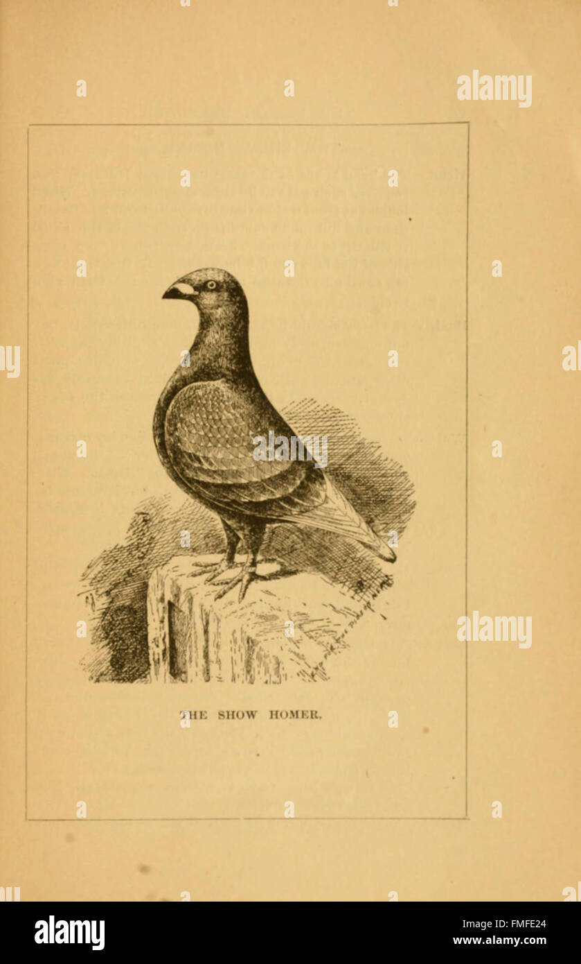 'The Pigeon Standard' (Page 65) provides a detailed guide to the ...