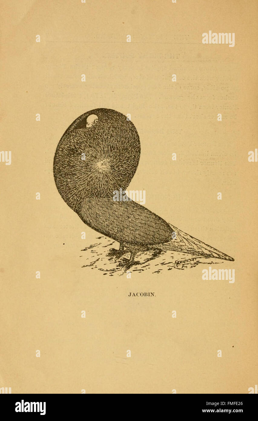 Page 8 of 'The Pigeon Standard' provides a guide to the classification ...