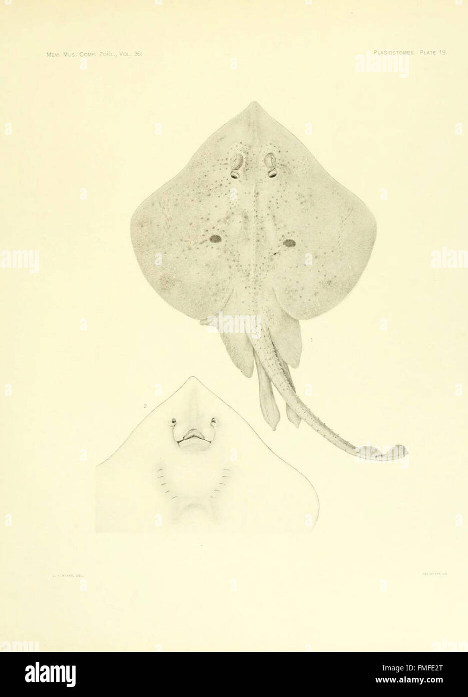 Various species of rays hi-res stock photography and images - Alamy