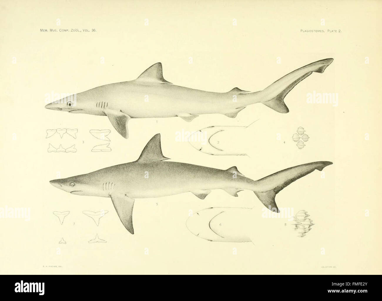 Plate 2 from 'The Plagiostomia' displays various species of ...