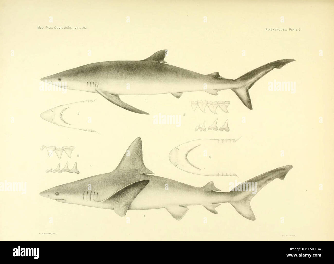 Plate 3 from 'The Plagiostomia' showcases various species of ...