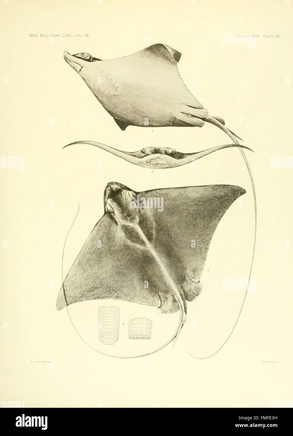 Plate 35 from 'The Plagiostomia' displays various species within the ...