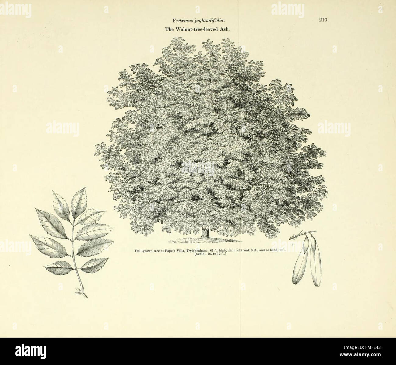 This plate provides an illustration of British trees and shrubs ...