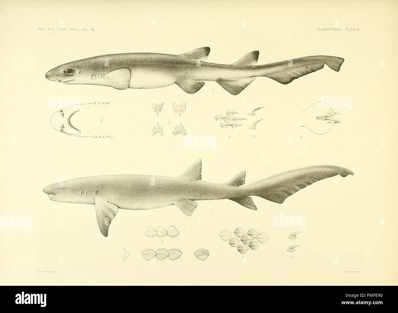 Plagiostomia refers to a group of cartilaginous fish, commonly known as ...