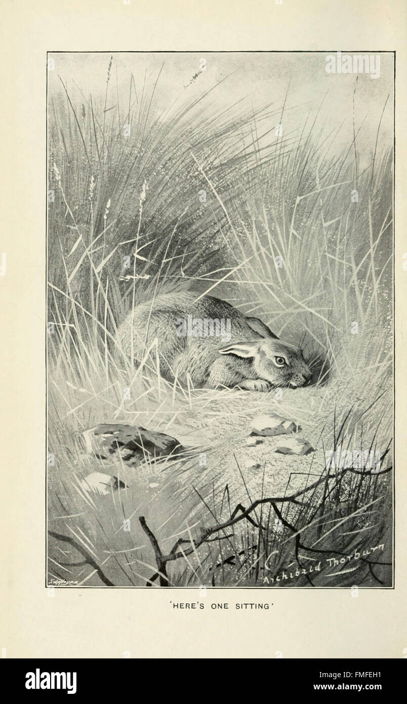 Plate 1 from 'The Rabbit' provides a detailed illustration of a rabbit ...
