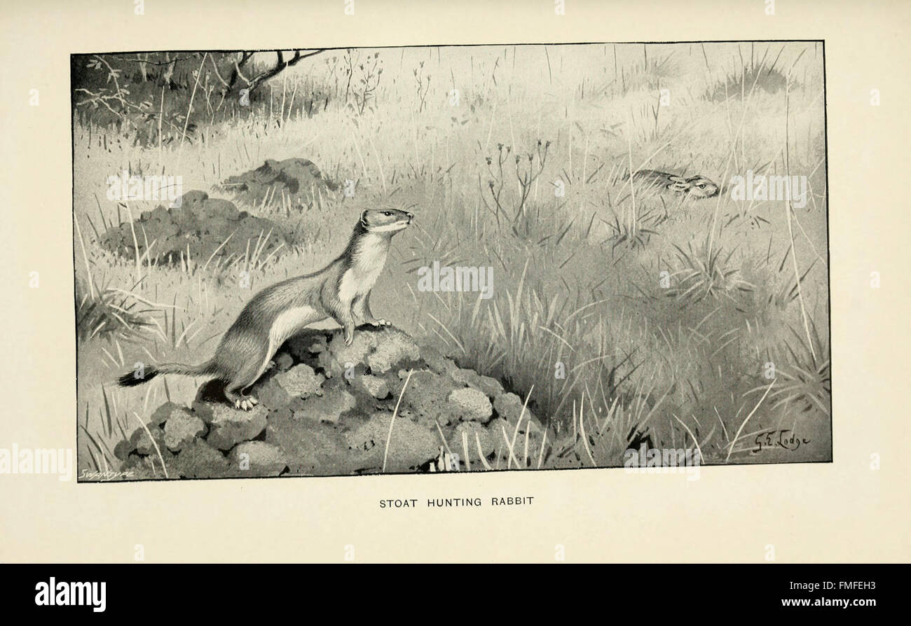 Plate 3 from 'The Rabbit' illustrates the anatomy and characteristics ...