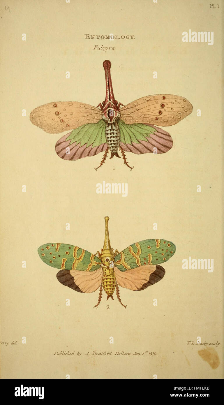 'Arcana, or, The Museum of Natural History' (Plate 4) features a range ...