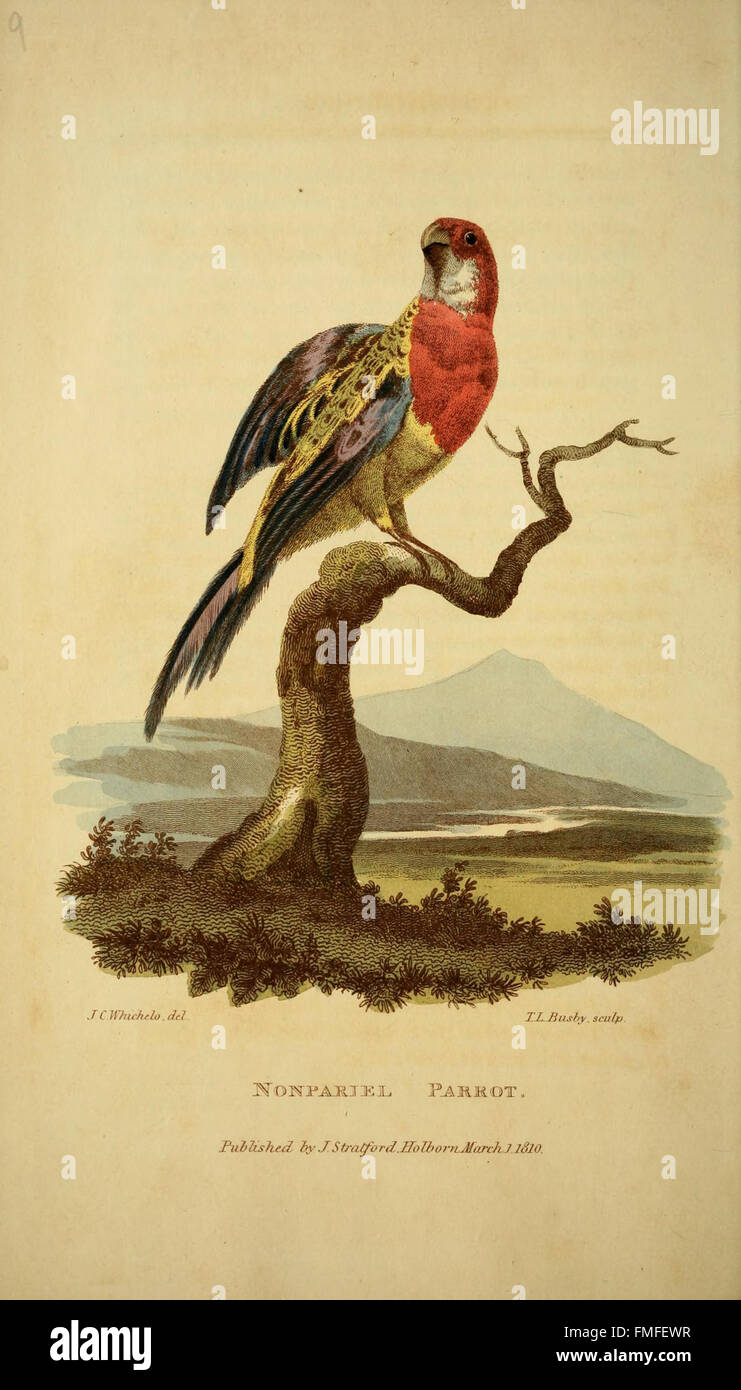 Arcana, or, The museum of natural history (Pl. 9 Stock Photo - Alamy