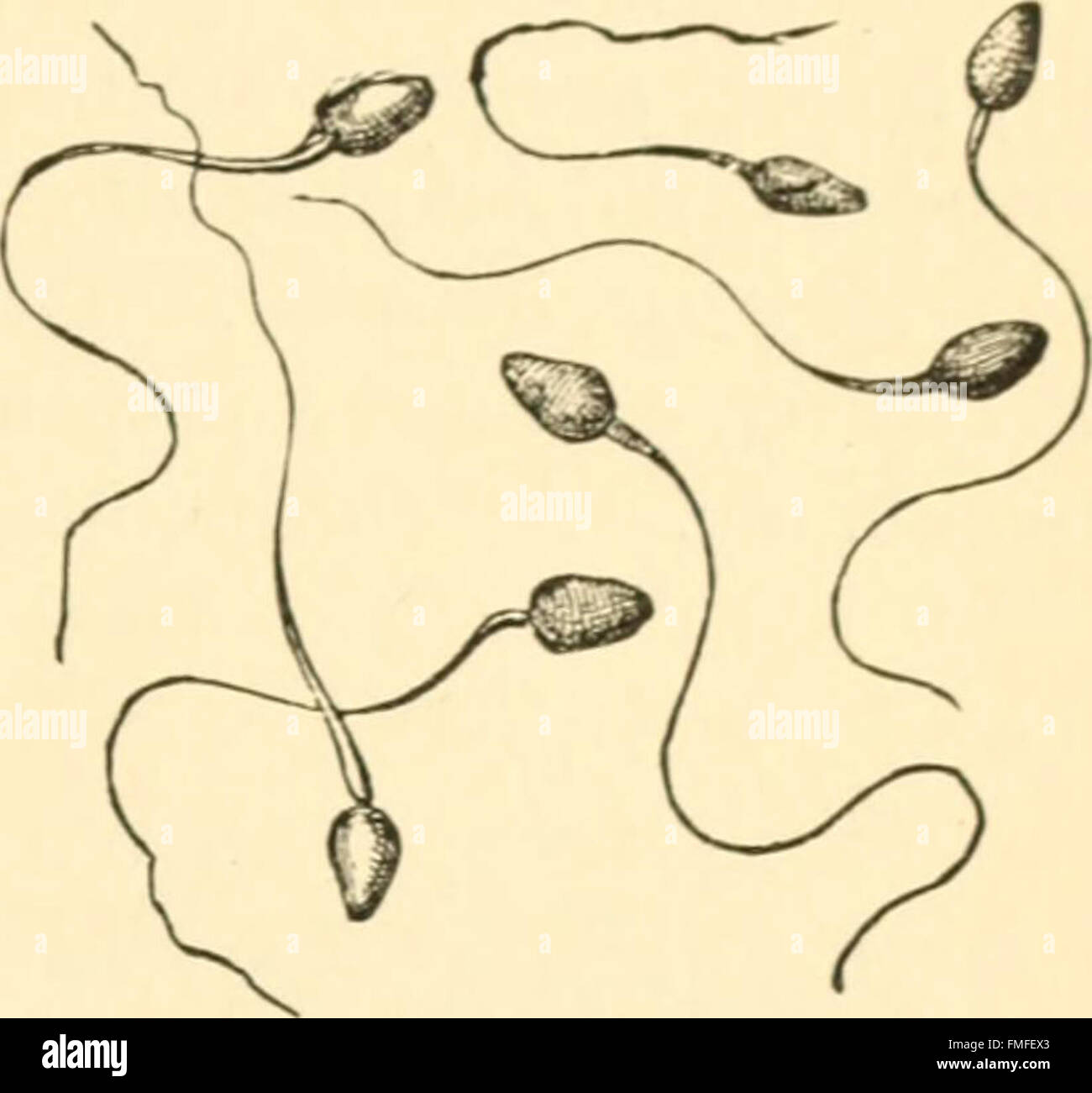 'The Science and Art of Midwifery' (1897) is a medical guide detailing ...