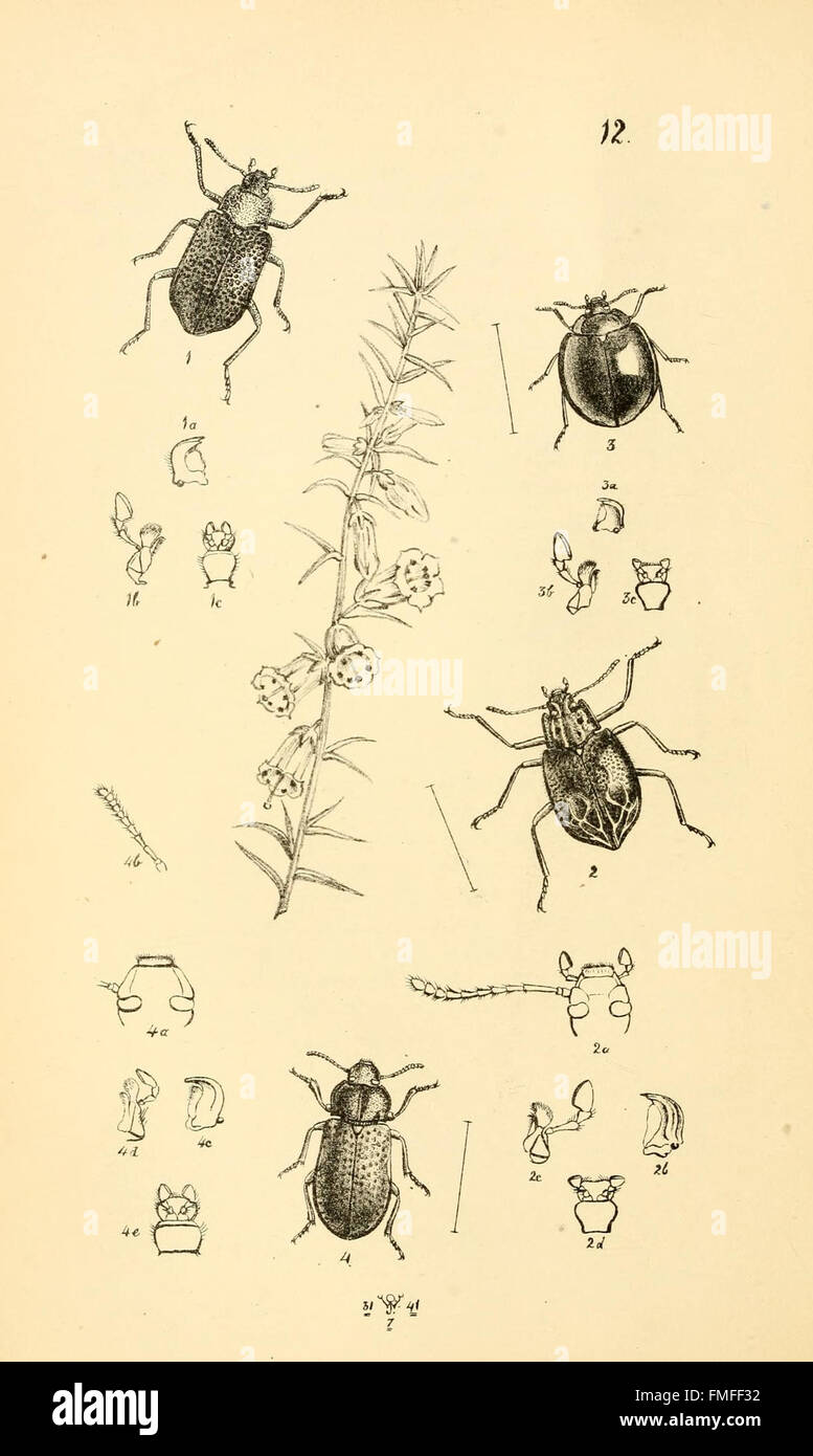 Plate 12 from 'Arcana Entomologica' presents a variety of rare and ...