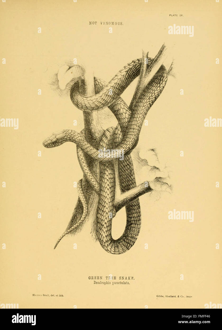 Plate IV from 'The Snakes of Australia' provides detailed illustrations ...