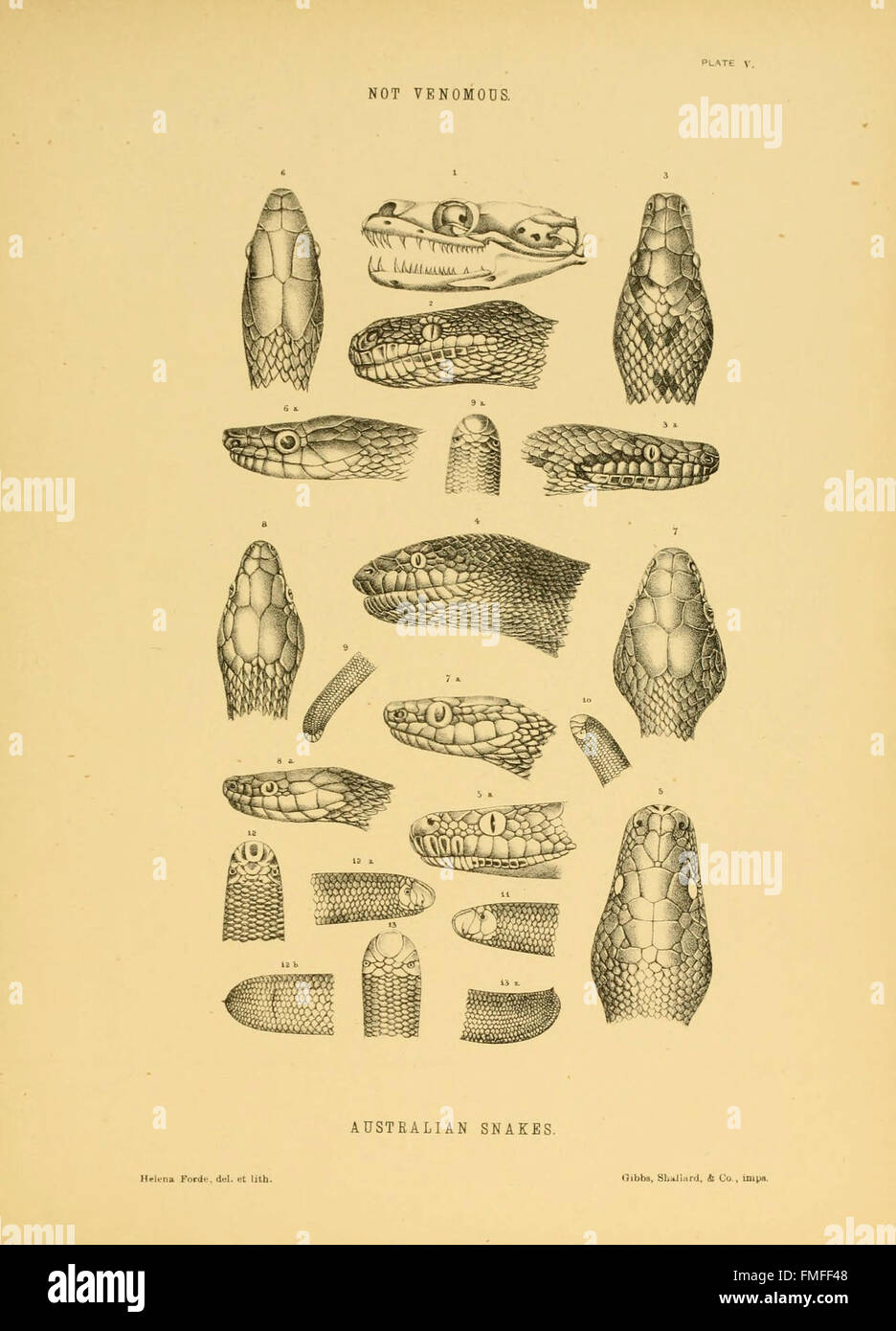Plate V from 'The Snakes of Australia' showcases a variety of snake ...