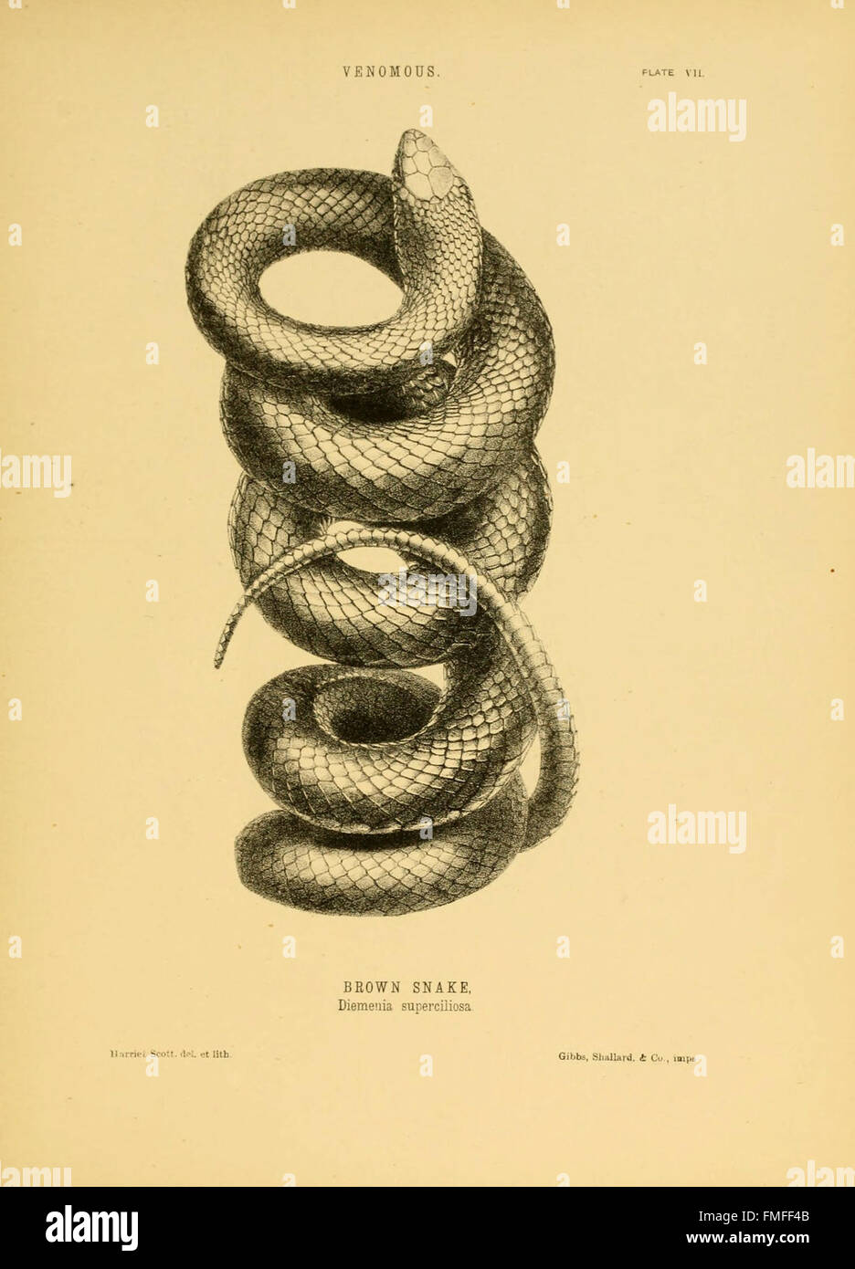 Plate VII from 'The Snakes of Australia' illustrates various snake ...