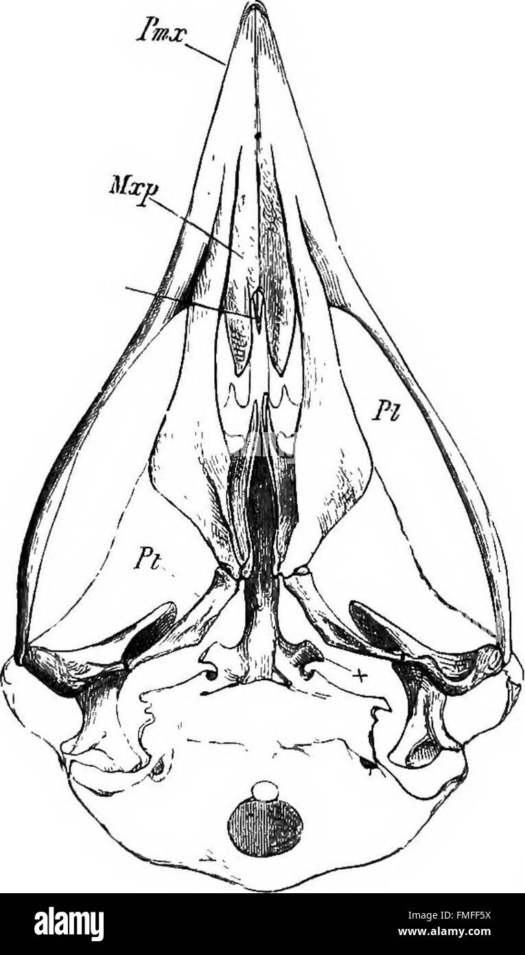 A 1898 publication discussing the structure and classification of birds ...