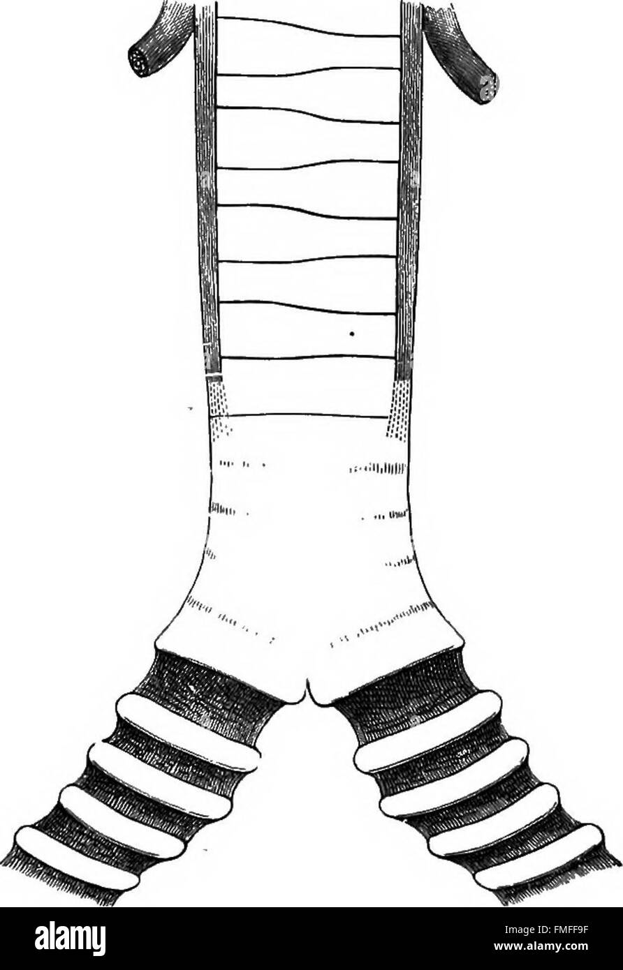 Study provides in depth Cut Out Stock Images & Pictures - Alamy