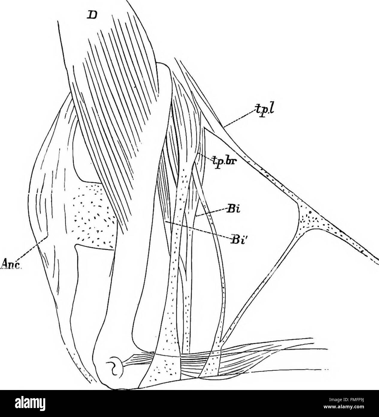 'The Structure and Classification of Birds' (1898) provides an in-depth ...