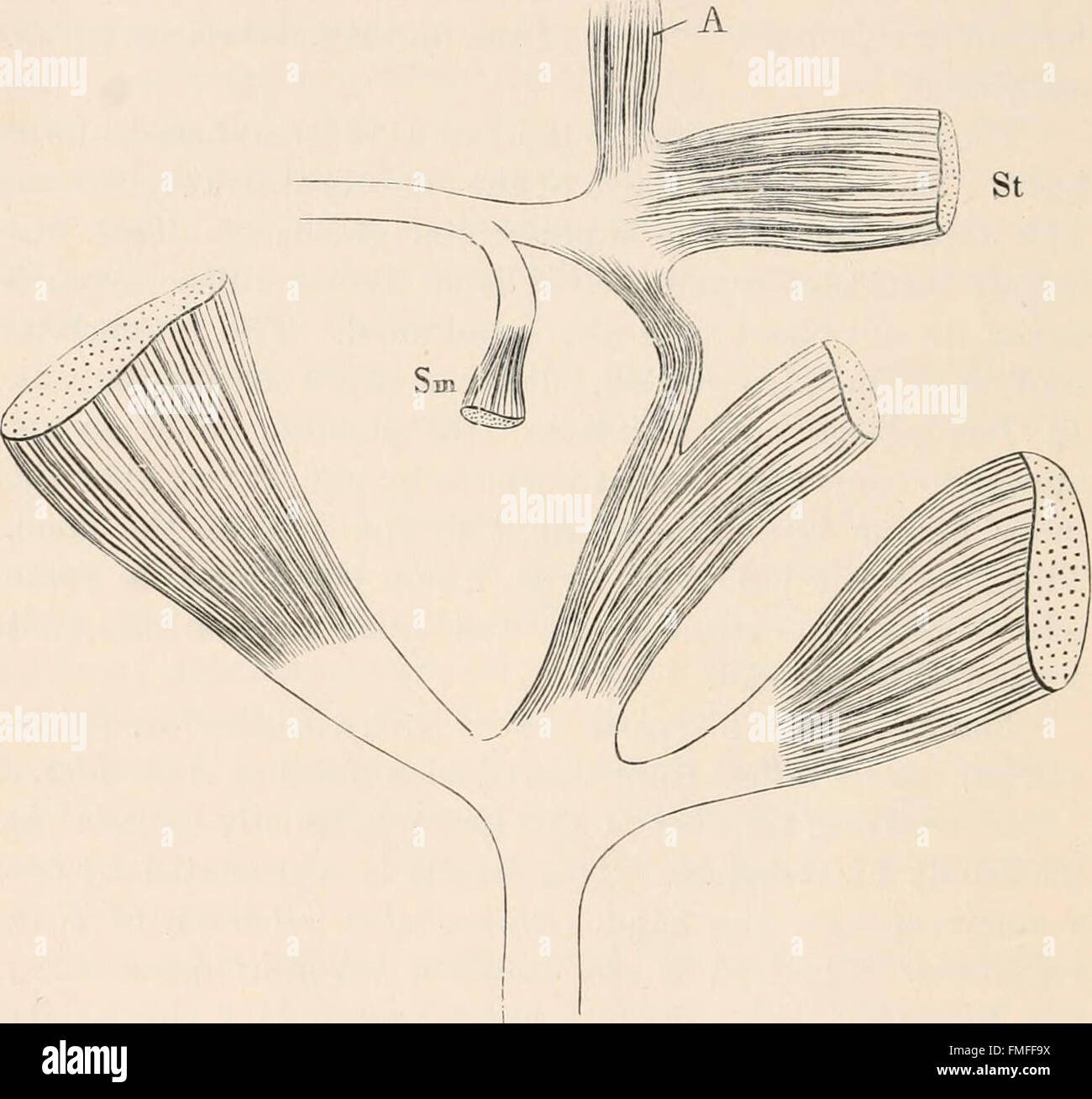 The structure and classification of birds (1898 Stock Photo - Alamy