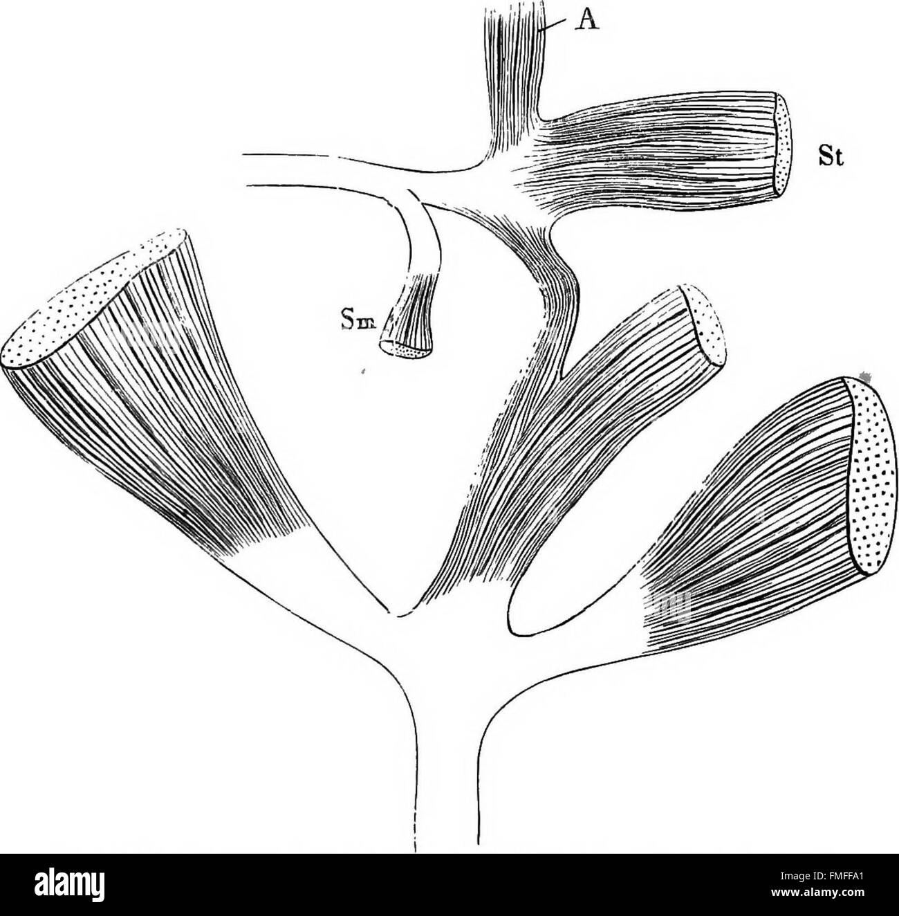 Published In 1898 This Work Explores The Anatomical Structure And Classification Of Birds