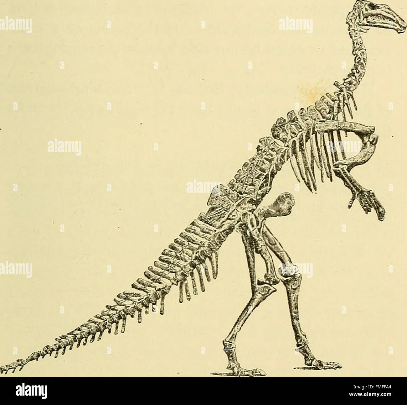 The structure and life of birds (1895 Stock Photo - Alamy