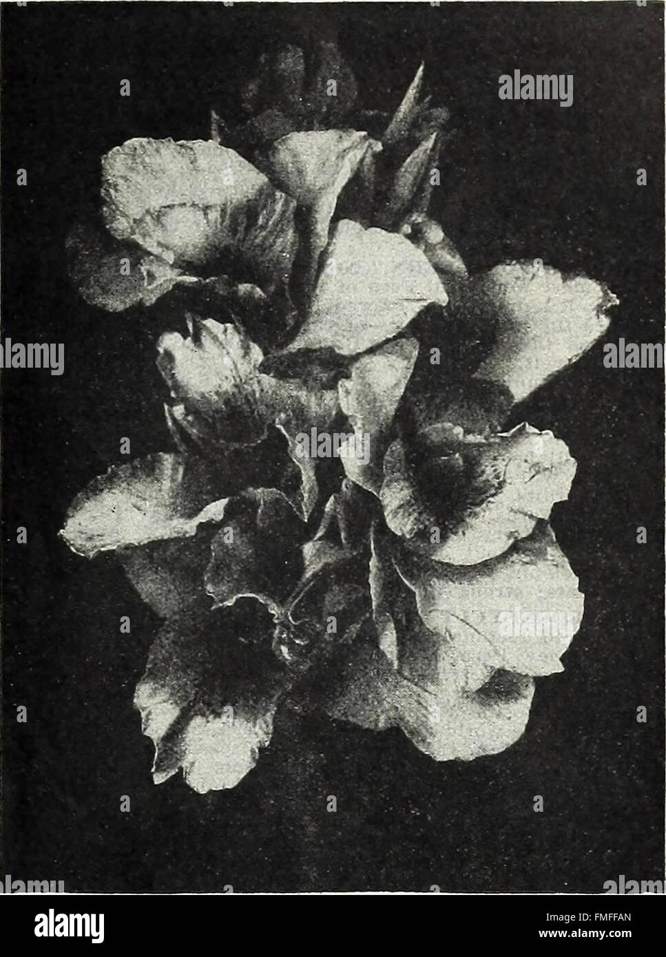 Superb springfield collection peonies hi-res stock photography and ...