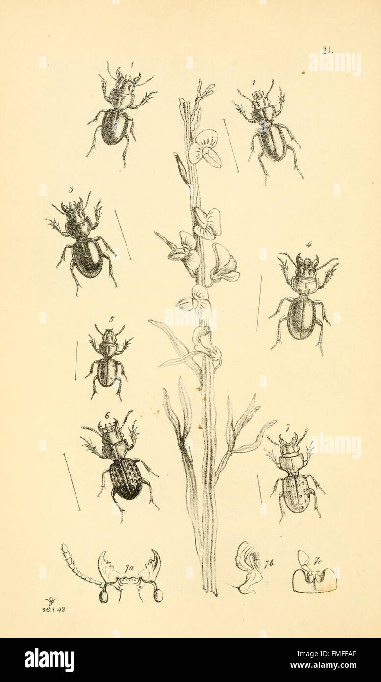 'Arcana Entomologica' features detailed illustrations of new and rare ...