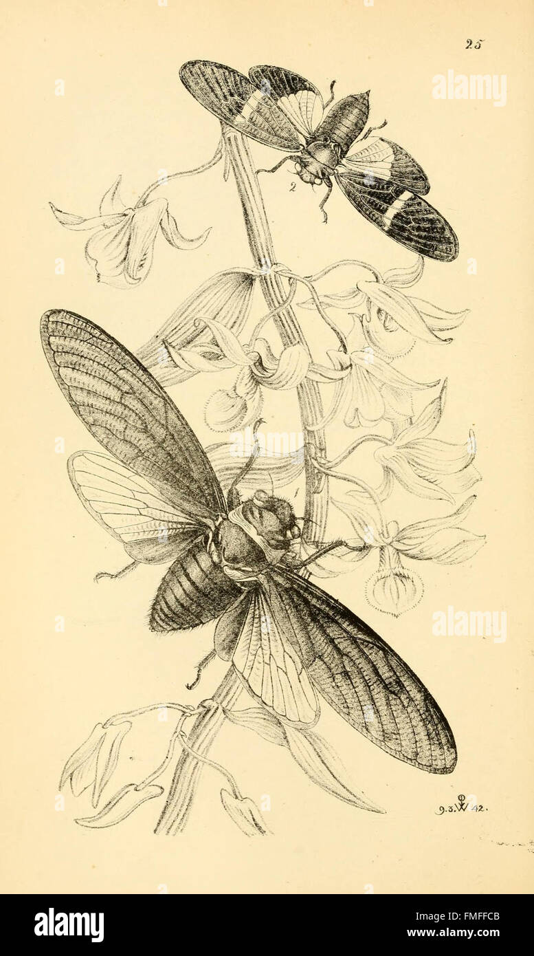 Plate 25 from 'Arcana Entomologica' showcases newly discovered, rare ...