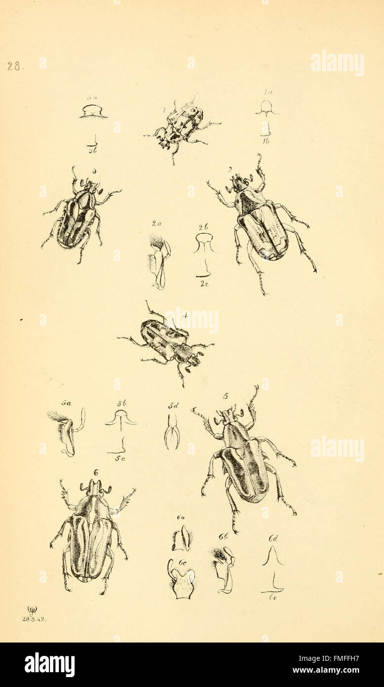 'Arcana Entomologica' offers detailed illustrations and descriptions of ...