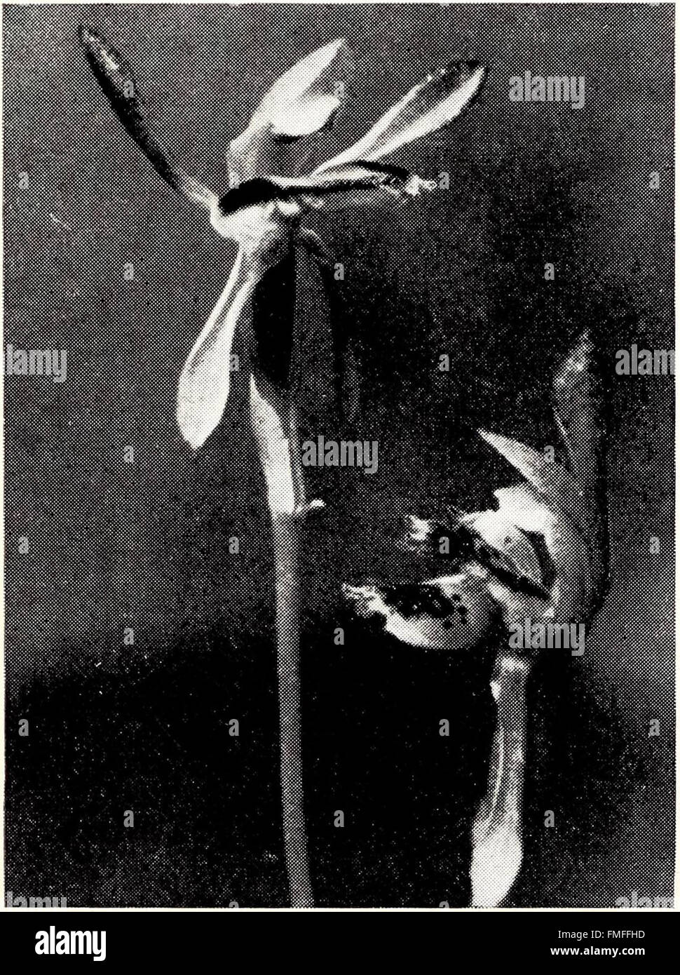 This edition of 'The Victorian Naturalist' from 1968 highlights key ...
