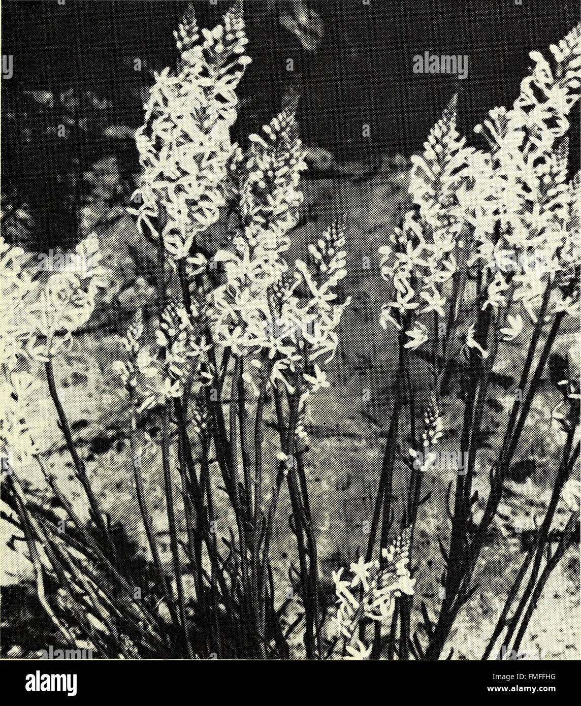 'The Victorian Naturalist' is a scientific journal from 1975, dedicated ...