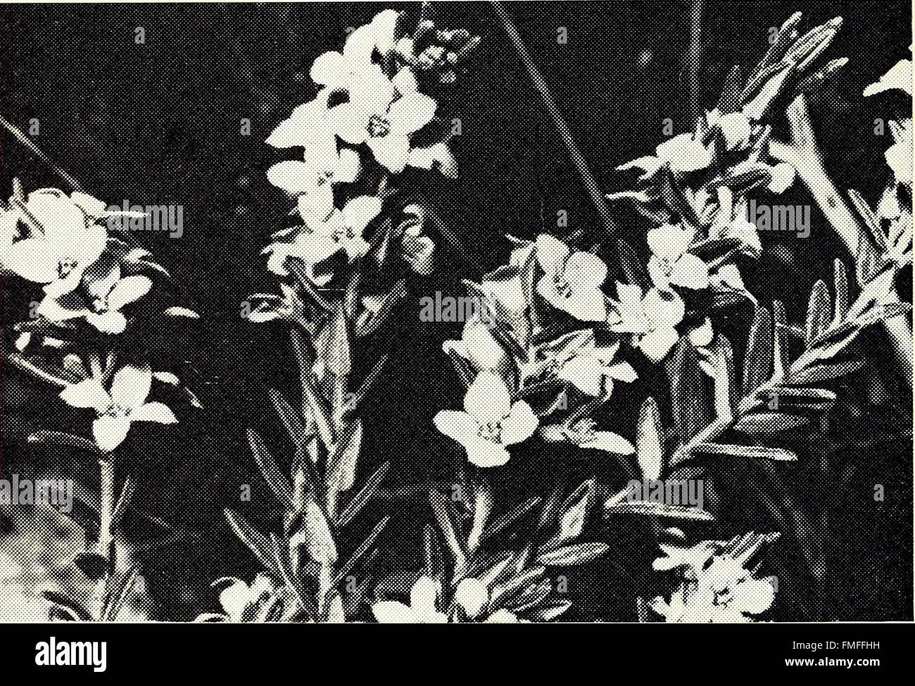 'The Victorian Naturalist' (1975) is a journal documenting various ...